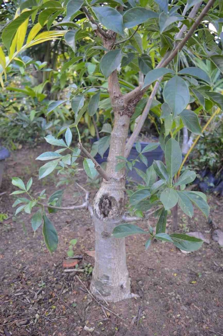 Jual Pohon Baobab (Kaki Gajah) Untuk Pohon Taman Hias