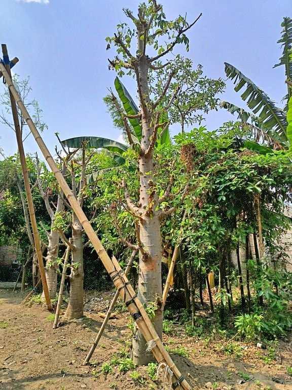 Jual Pohon Baobab (Kaki Gajah) Untuk Pohon Taman Hias