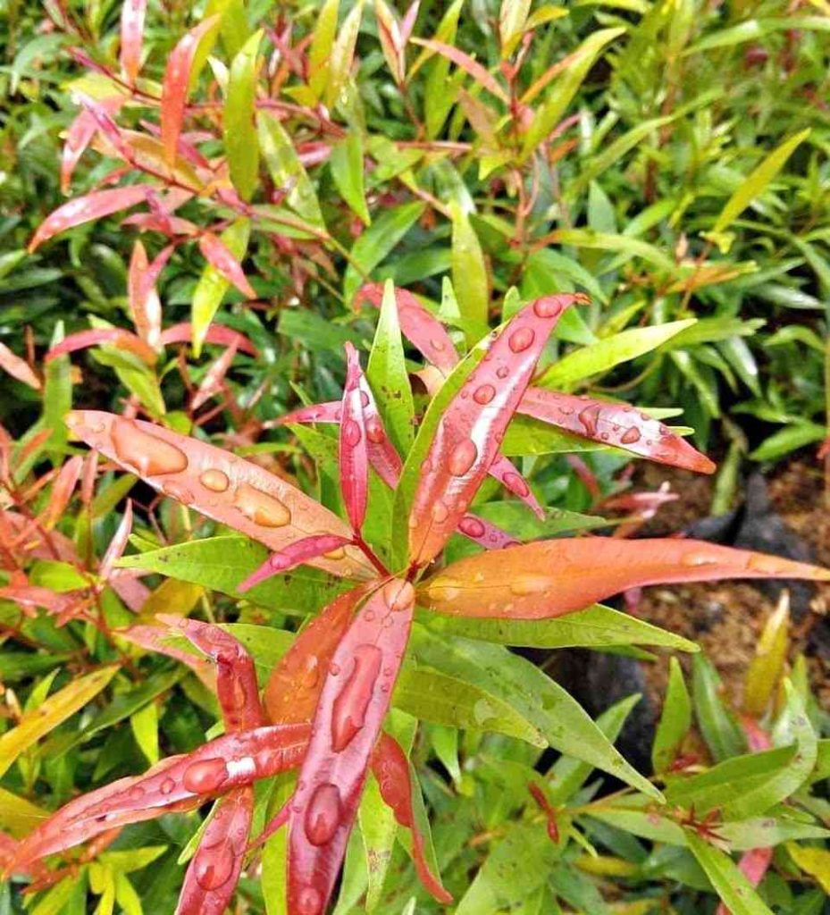 Jual Pohon Pucuk Merah Bibit Hingga 5M Supplier Proyek