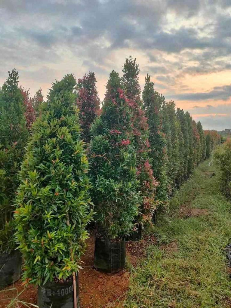 Jual Pohon Pucuk Merah Bibit Hingga 5M Supplier Proyek