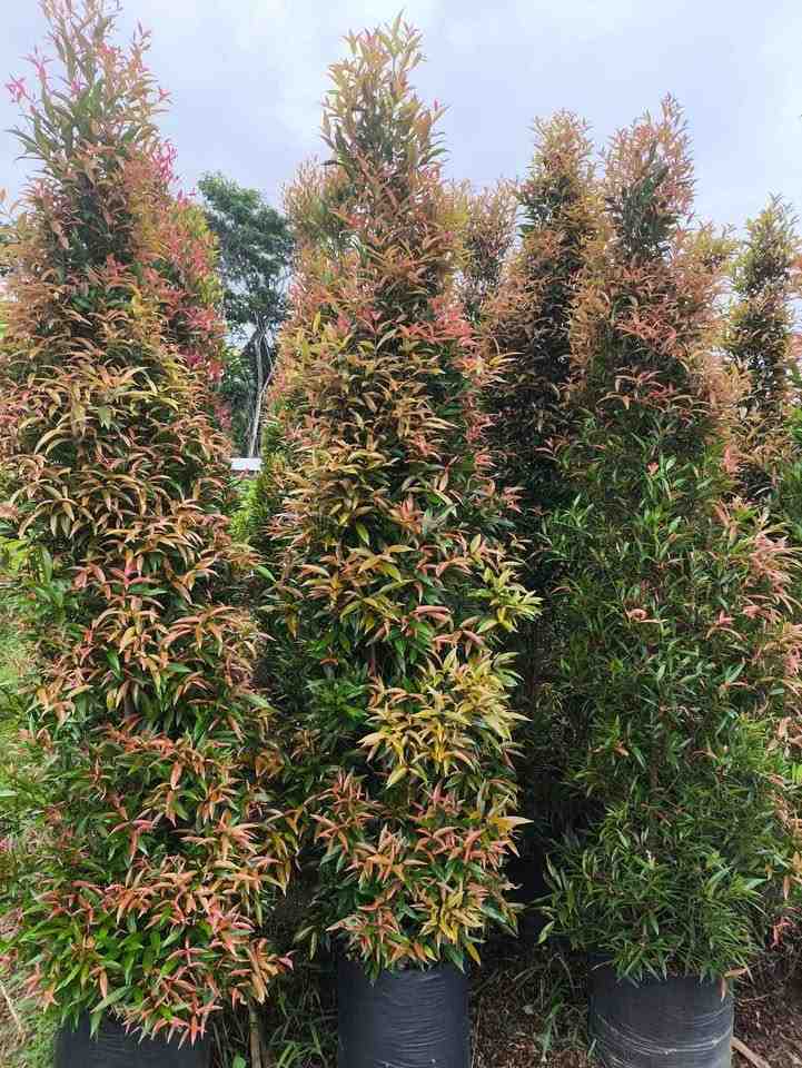 Jual Pohon Pucuk Merah Bibit Hingga 5M Supplier Proyek