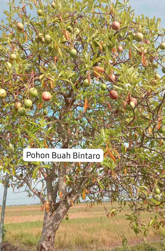 Jual Pohon Bintaro Besar Kecil Siap Tanam Untuk Penghijauan
