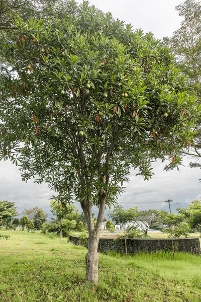 Jual Pohon Bintaro Besar Kecil Siap Tanam Untuk Penghijauan