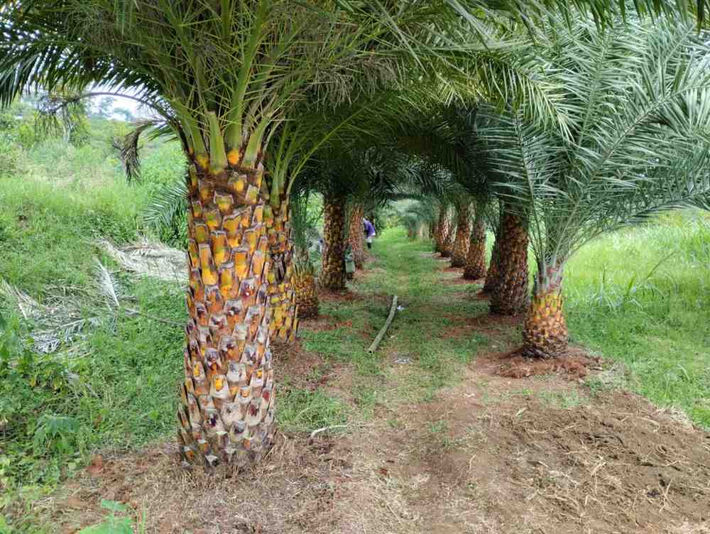Jual Palem Kenari Kualitas Premium Besar & Keras - Tamannika