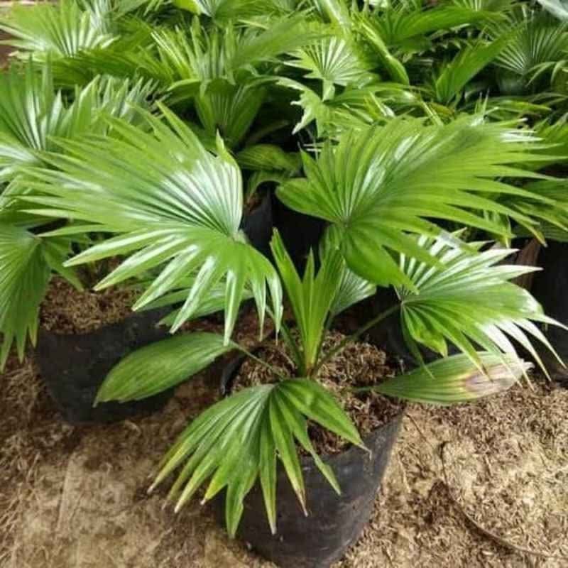 Jual Pohon Palem Sadeng Murah Langsung Petani Unggul
