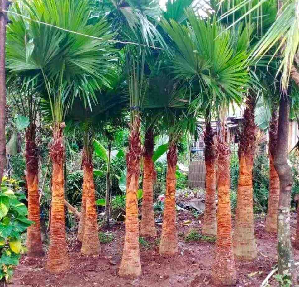 Jual Pohon Palem Sadeng Murah Langsung Petani Unggul